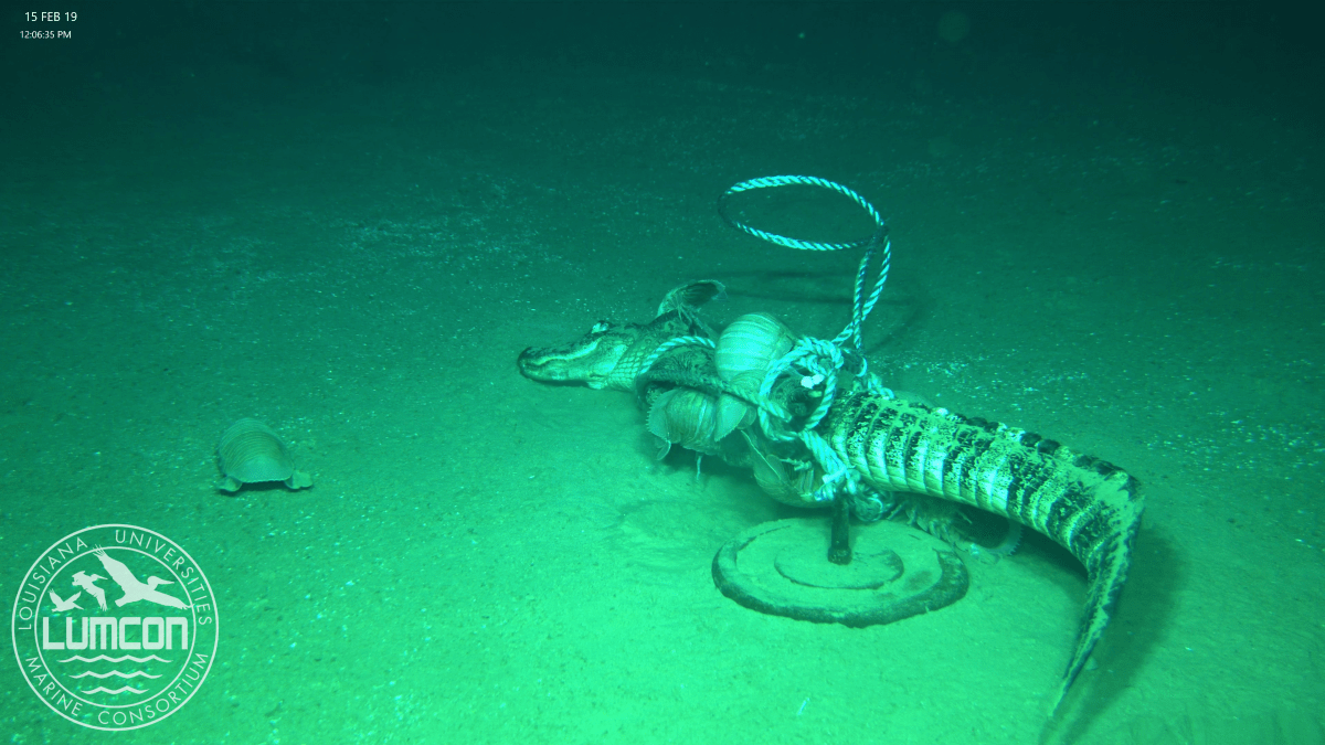 Alligator Experiment Leads to New Discoveries